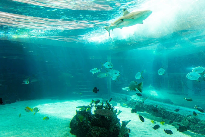 Explore the Underwater World at Cebu Ocean Park